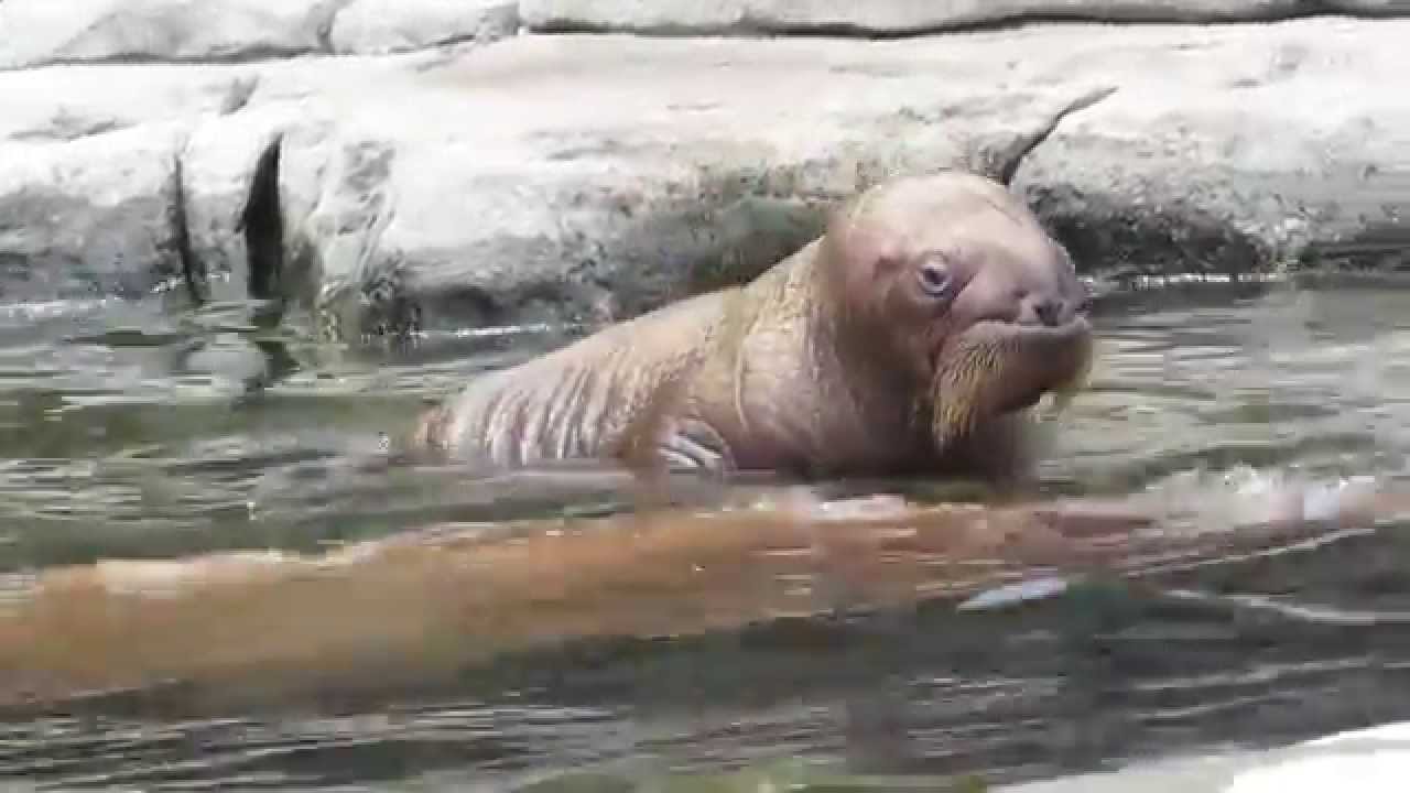 Walross Mama + Baby / Walrus Mom + Baby - YouTube