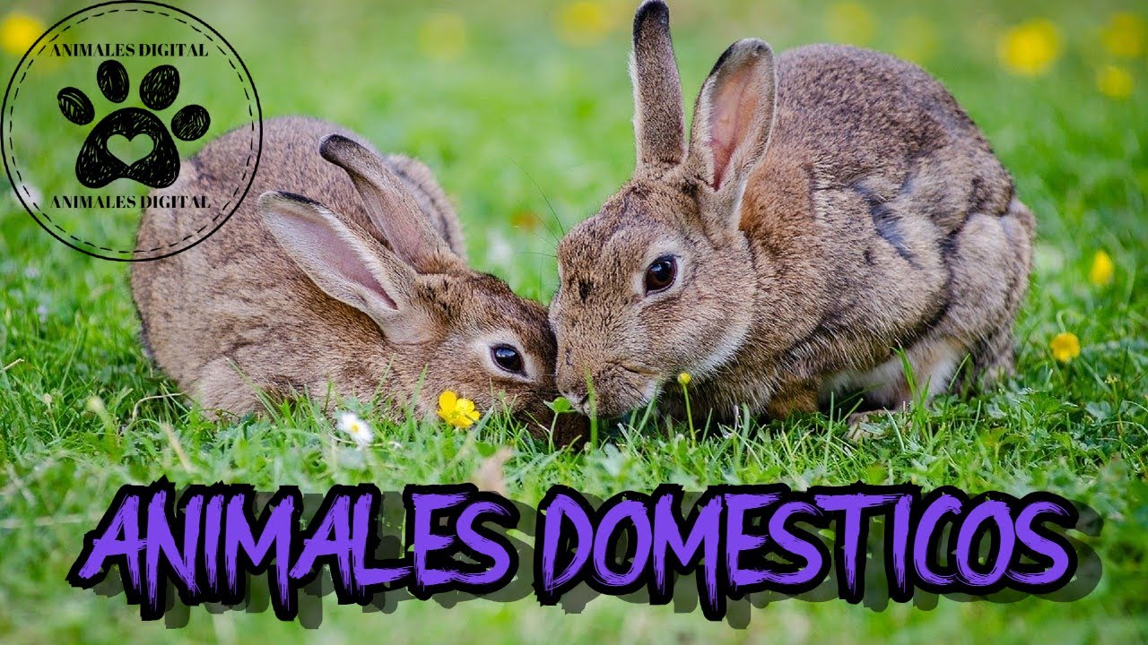 Animales Domésticos🐶 - Mascotas para el hogar - YouTube