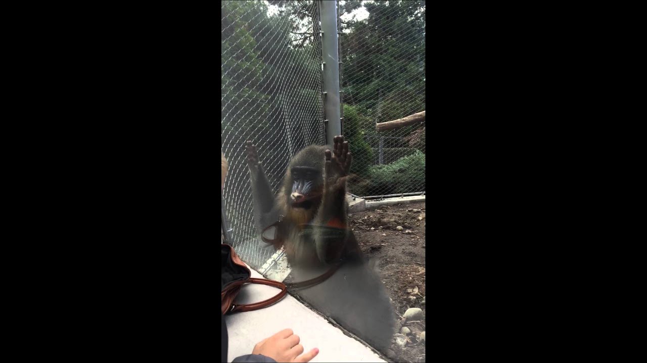 Funny monkey at Polish zoo - YouTube