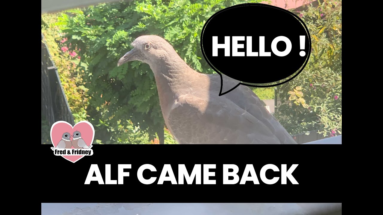 Alf comes back to say hi - YouTube