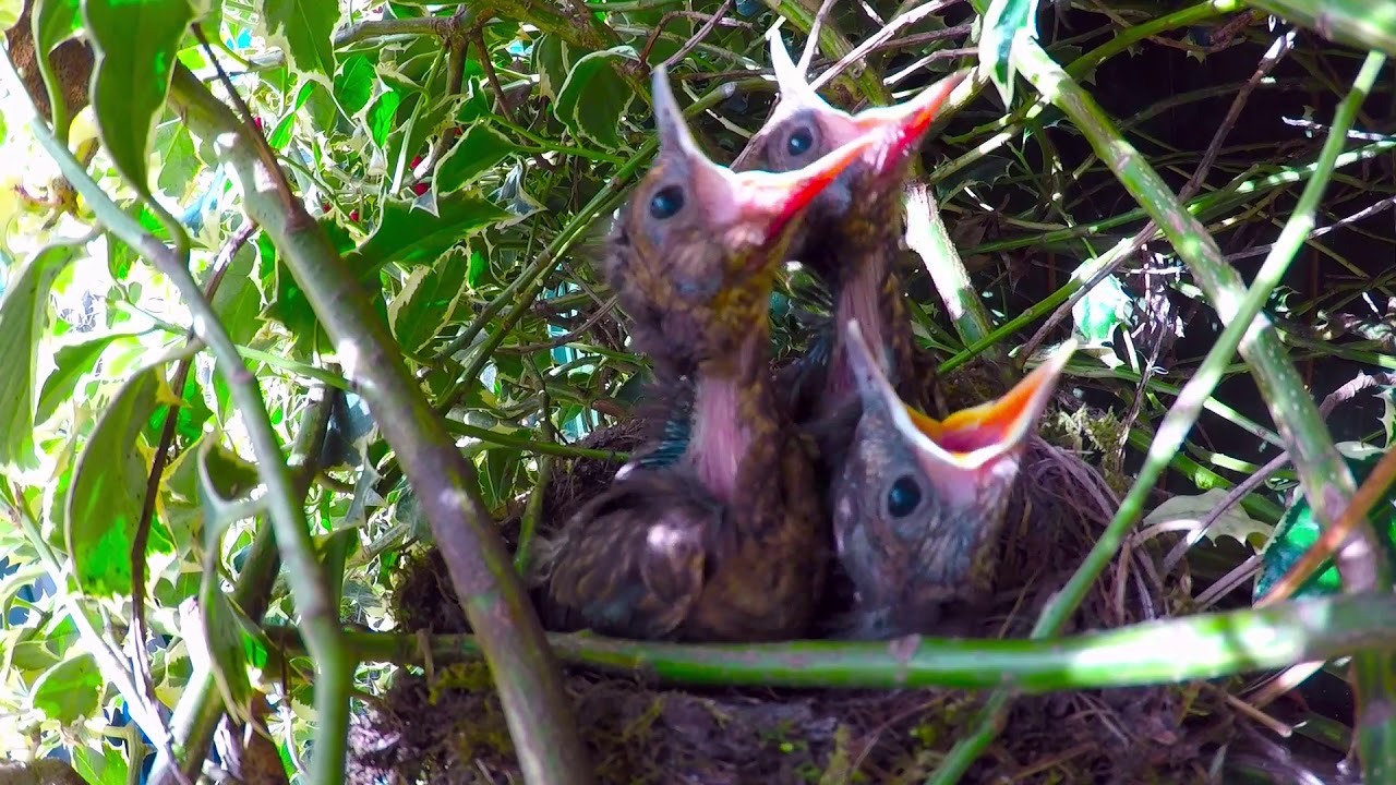 Blackbird chicks Day 4 - 7th April 2020 - YouTube