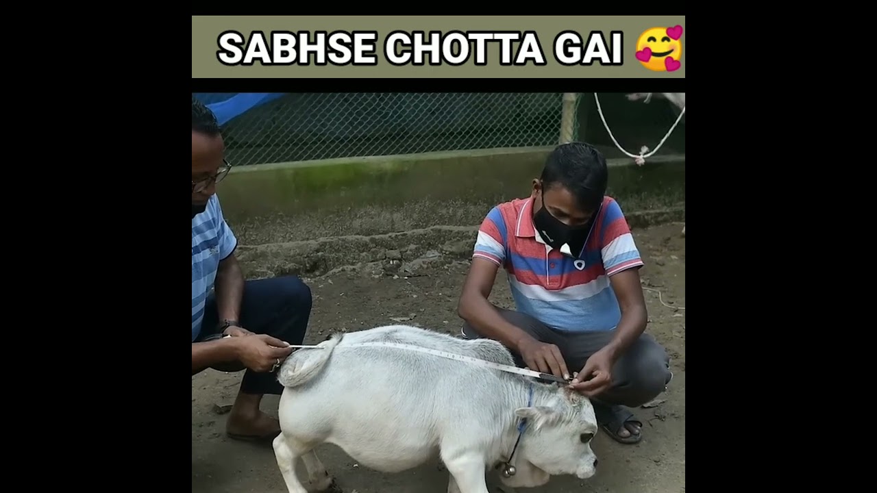 World Smallest Cow In India Duniya Ki Sabse Chotti Gai shorts world-smallest-cow-in-india-duniya-ki-sabse-chotti-gai-shorts