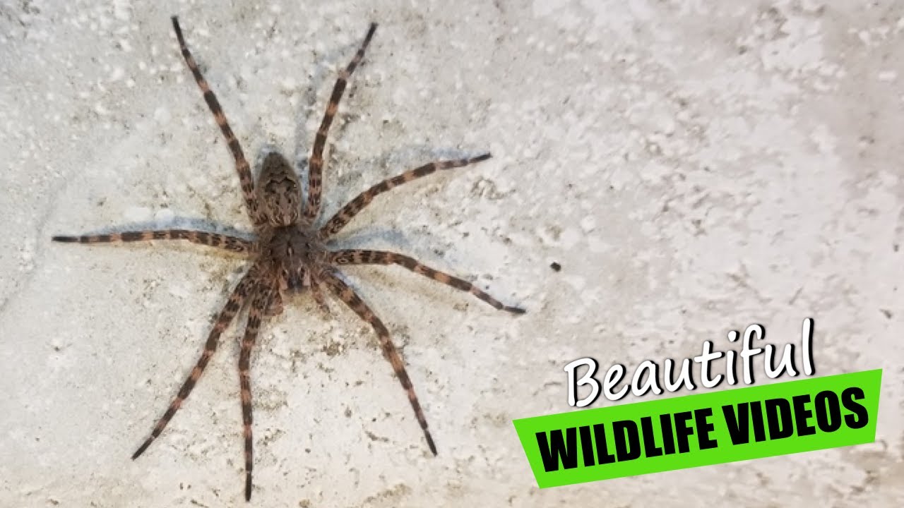 Amazing & Strange Spiders: Captivating Wildlife Videos + Music - YouTube