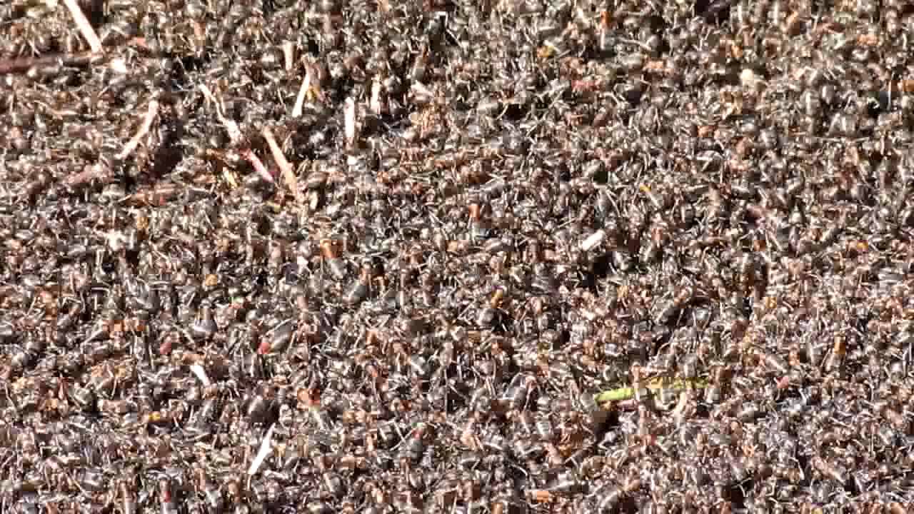 Northern Hairy Wood Ants above Hardcastle Crags (HD) - YouTube