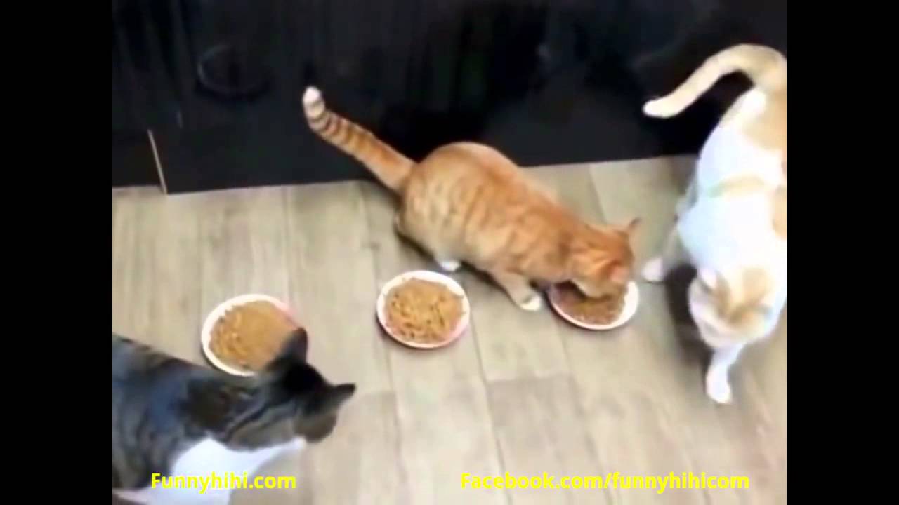 Funny Cat Videos Funny Cats Compilation 2015 Youtube