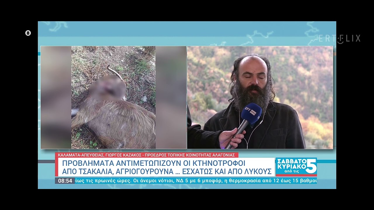 Σε απόγνωση οι κτηνοτρόφοι στον Ταϋγετο - Υποψίες για επιστροφή Λύκων ...