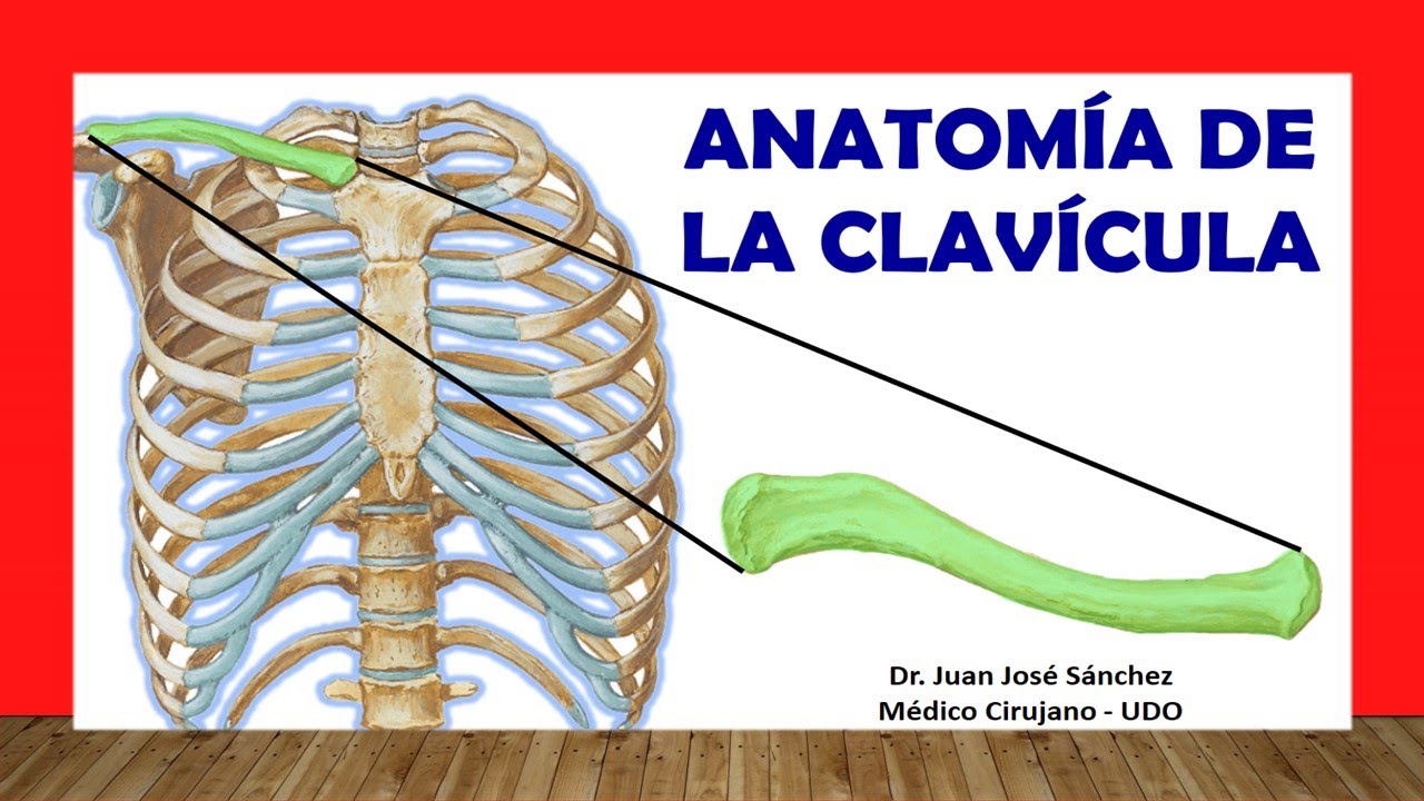 🥇 Anatomia de la CLAVÍCULA, ¡Fácil, Rápida y Sencilla! - YouTube