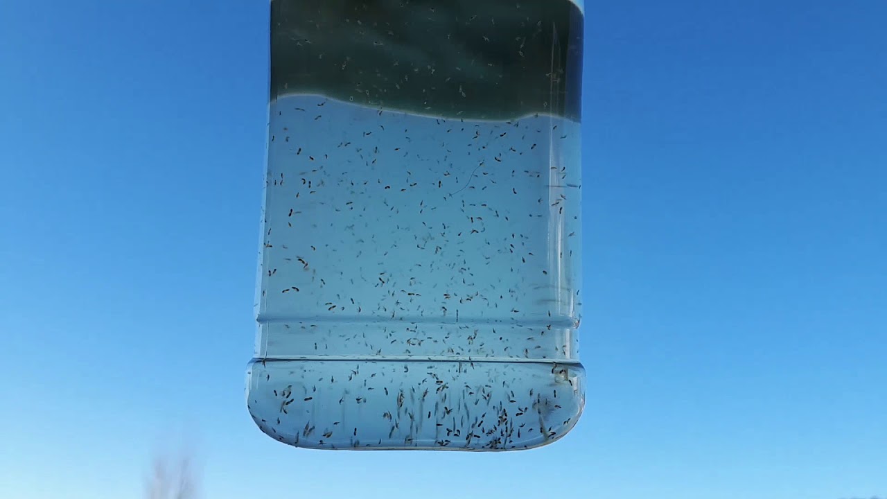 Copepodos vivos (Tigriopus sp.) - YouTube