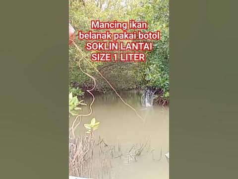 mancing ikan belanak pakai botol SOKLIN LANTAI SIZE 1 LITER - YouTube