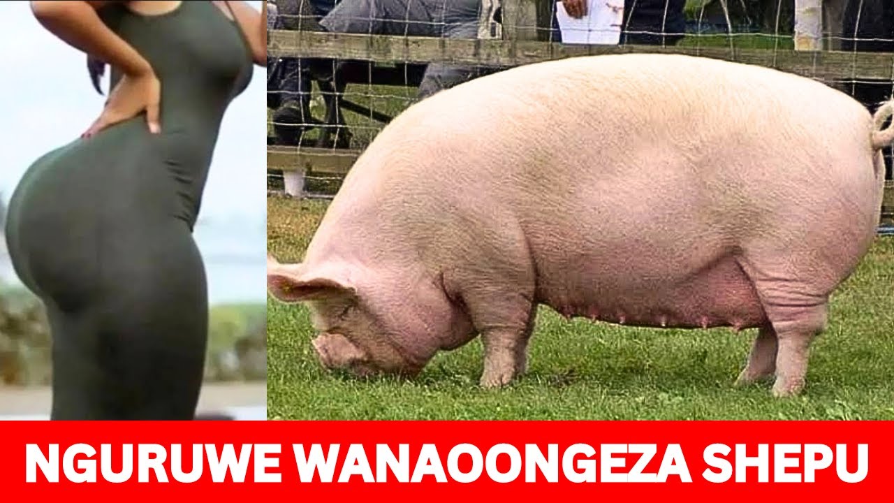 MAAJABU ya NGURUWE wanaoongeza SHEPU katika Kijiji cha Nguruwe Dodoma ...