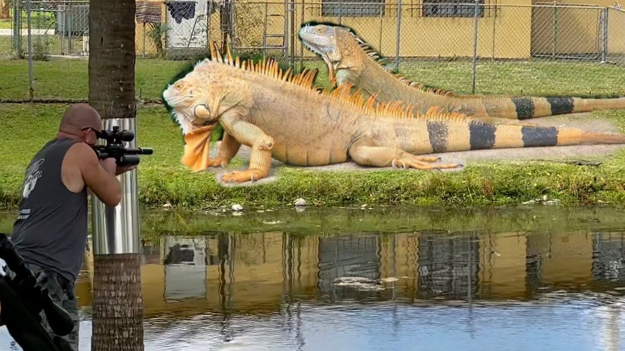 Air Rifle iguana Hunting in Florida!! BIG IGUANA REMOVAL JOB!! - YouTube