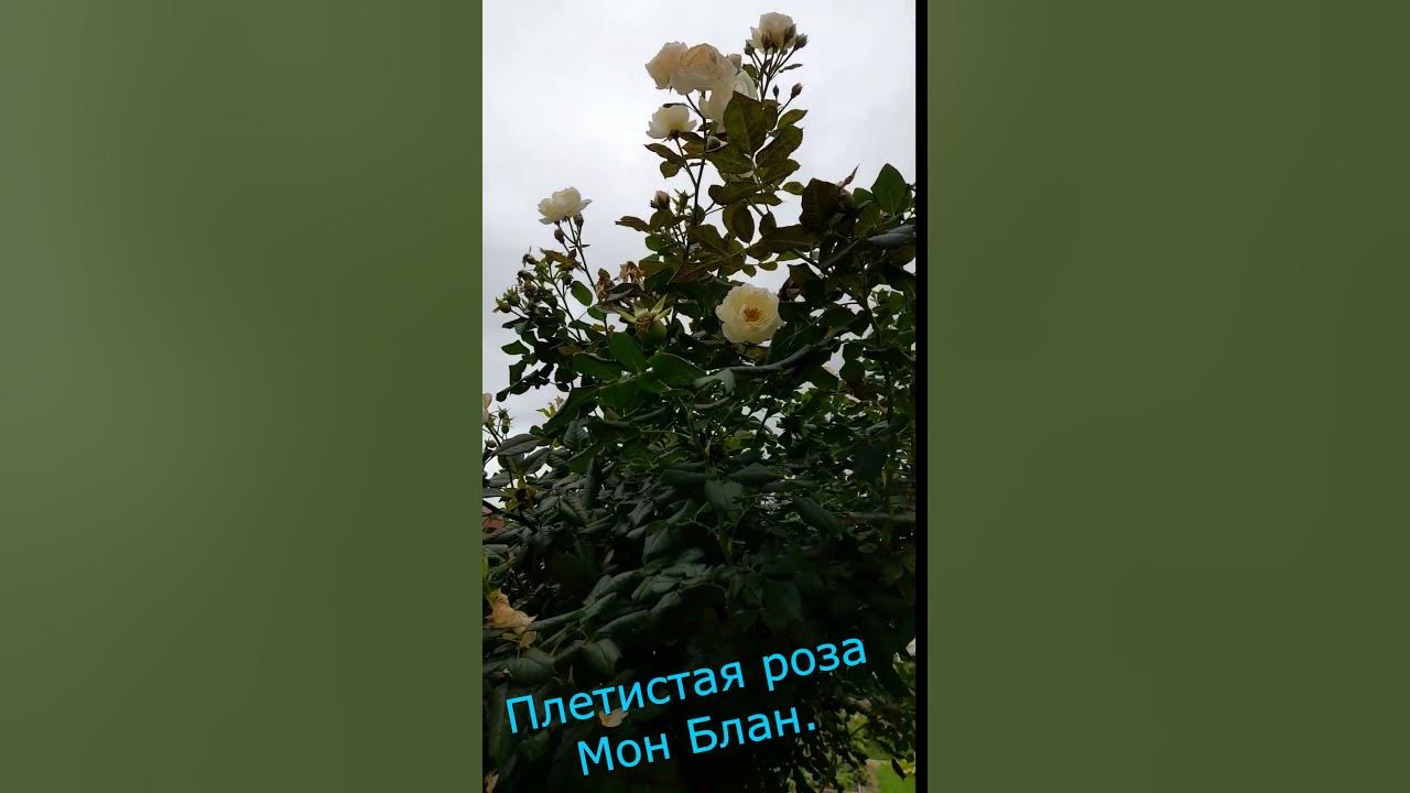 Плетистая роза Мон Блан #Shorts - YouTube