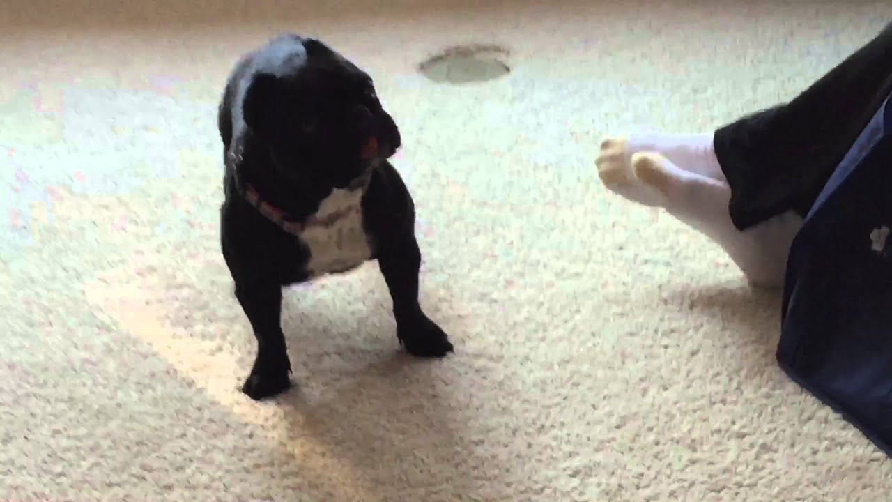 Life of a retarded dog - YouTube