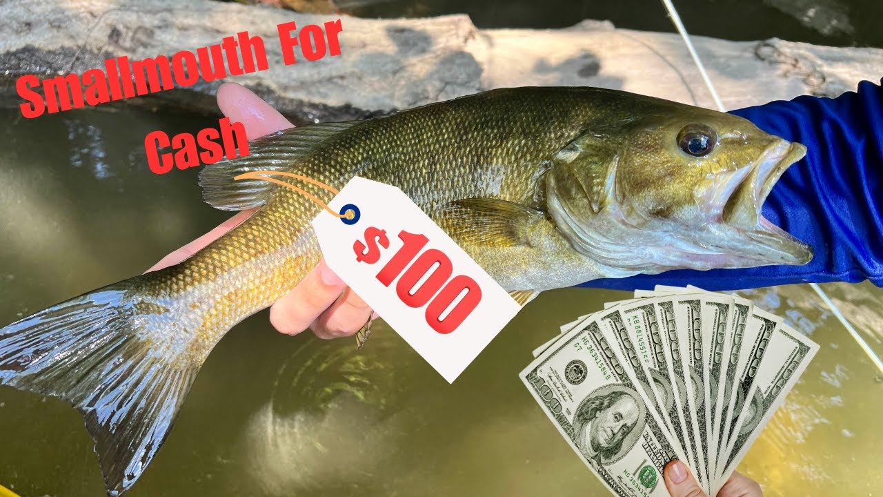 Smallmouth Fishing For $100 Bass!!! - Little River Bass Fishing - YouTube