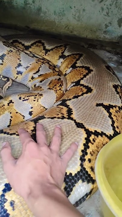 Sleeping python. #reticulatedpython #snake - YouTube