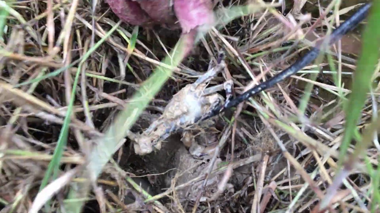 Finding Crab - Real Life -primitive cooking Part4 - YouTube