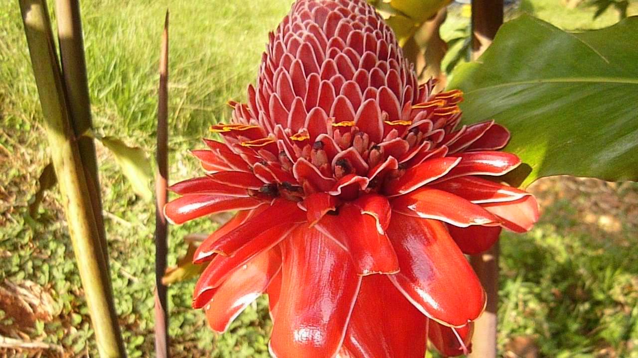 Hermosa flor colombiana - YouTube