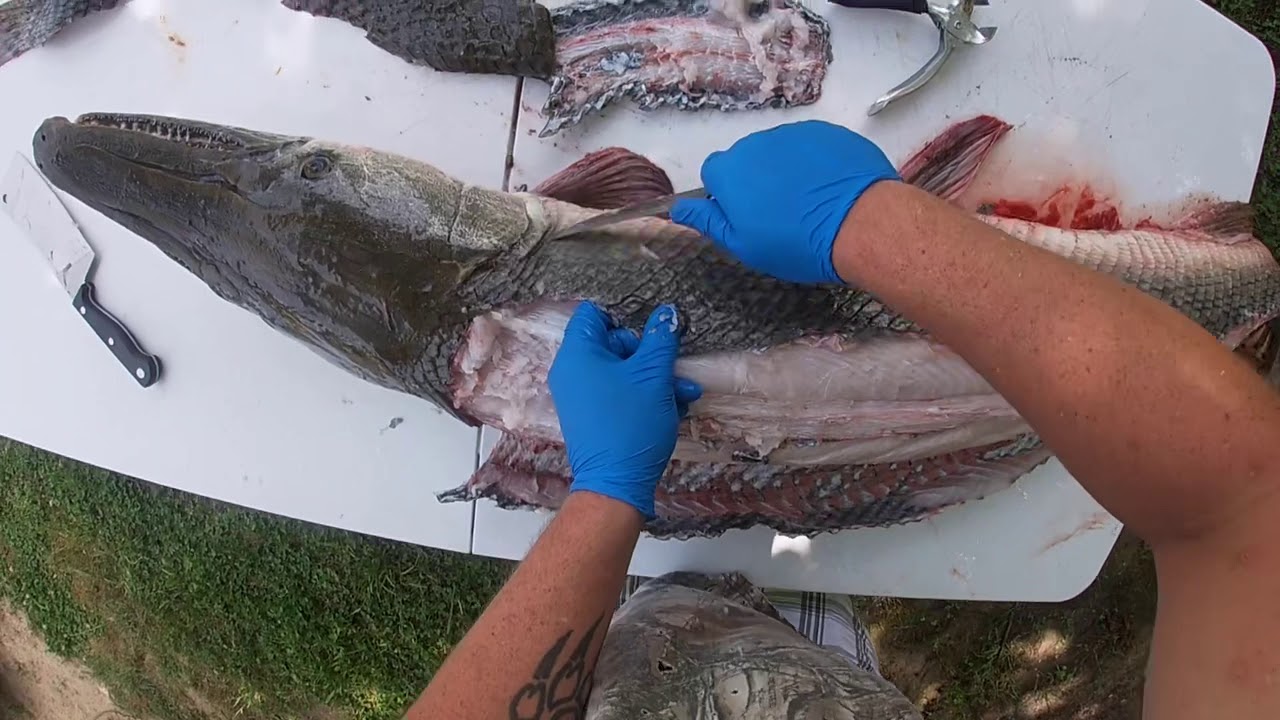 Cleaning alligator gar - YouTube