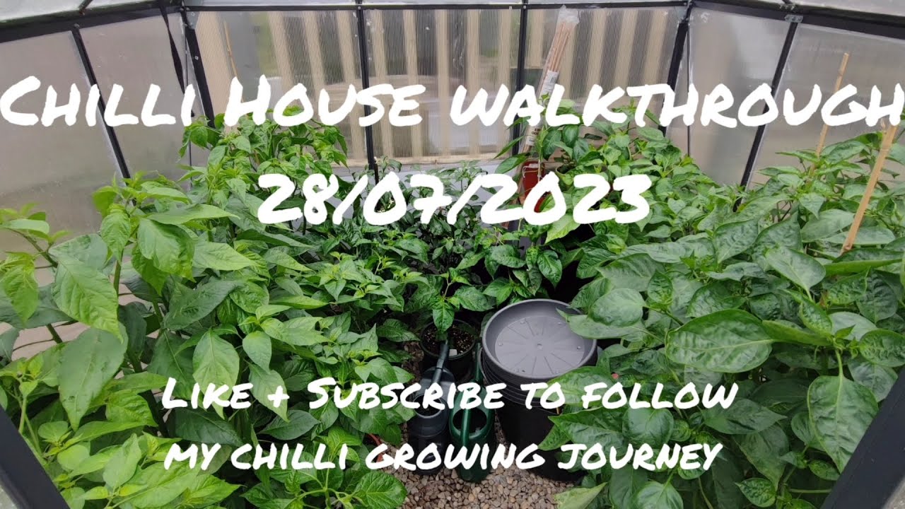 Chilli House walkthrough 28/07/2023, Disaster strikes 😲😲.#gardening # ...