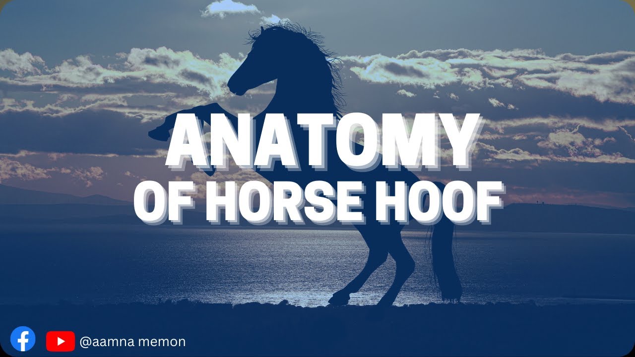 The Ultimate Guide to Understanding Horse Hoof Anatomy - YouTube