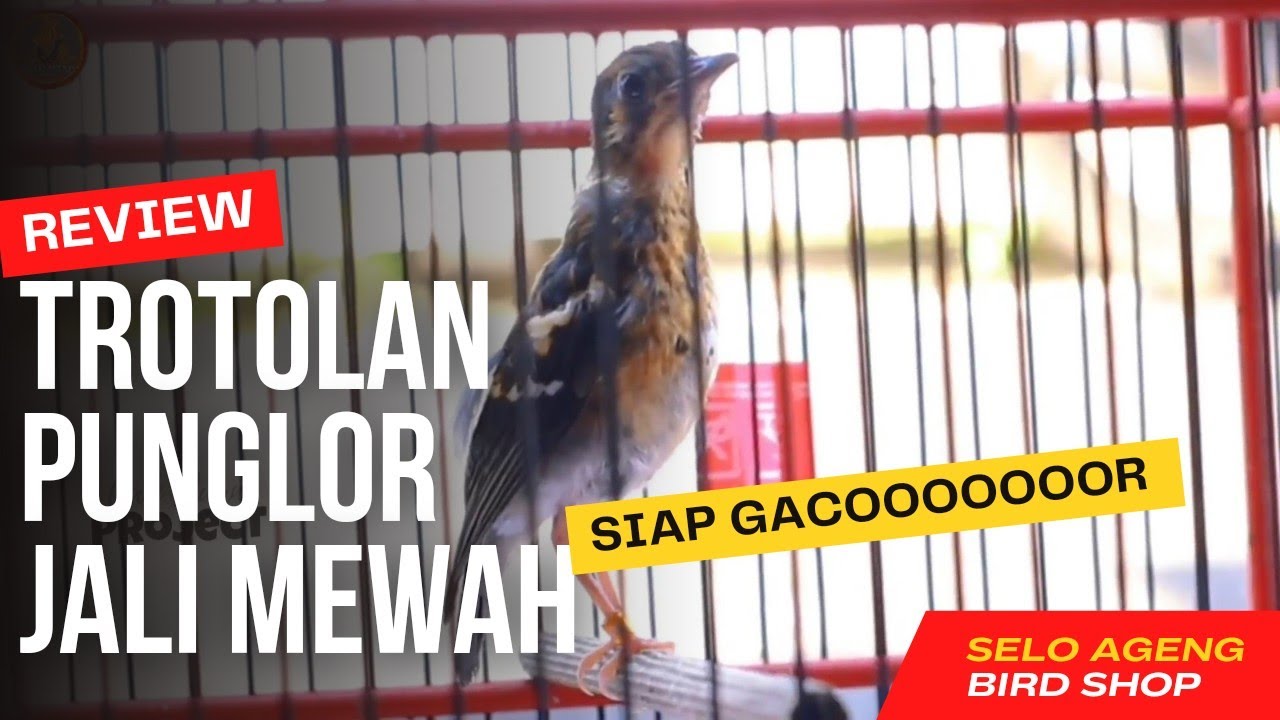 12 ekor Trotolan punglor jali mewah siap Gacor (stock 7 November 2022 ...