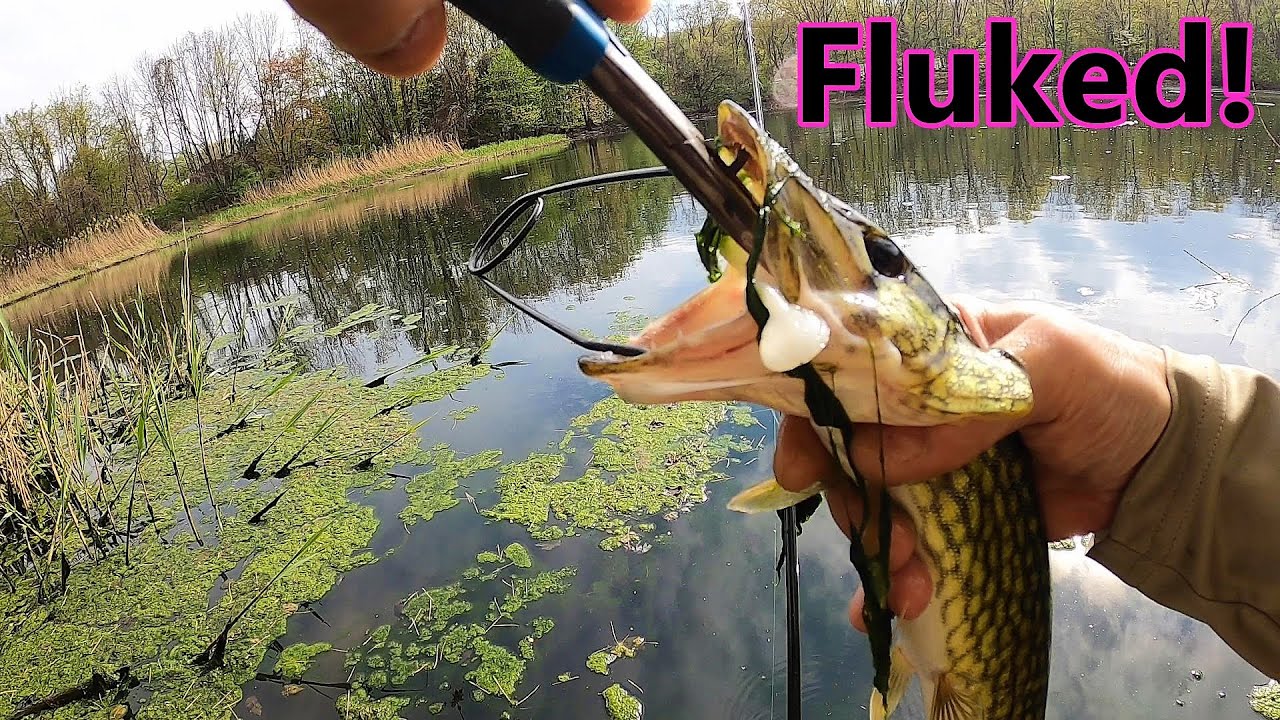pickerel fishing slimy pond FLUKES challenge! - YouTube