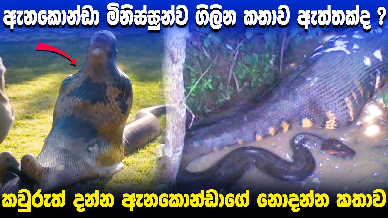 ඇනකොන්ඩා මිනිස්සුන්ව ගිලිනවාද ? | Anaconda Snake | Awata - YouTube