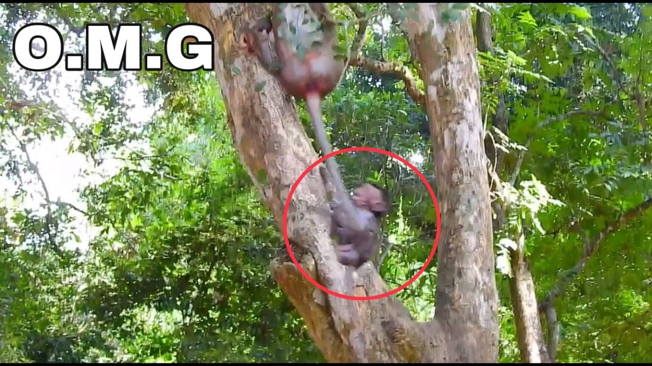 O.M.G ! Baby jinx monkey nearly fail down the tree as playing but lucky ...