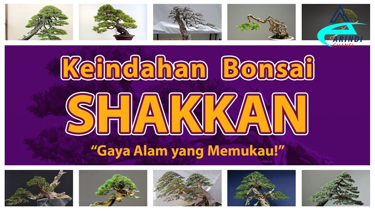 Keindahan Bonsai Shakkan: Slideshow Foto Bonsai dengan Gaya Alam yang ...