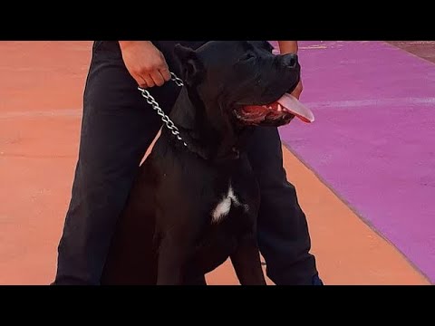 Gezdirme Part #9 Pitbul keş ile Cane Cosa Bozun Arkadaşlığı