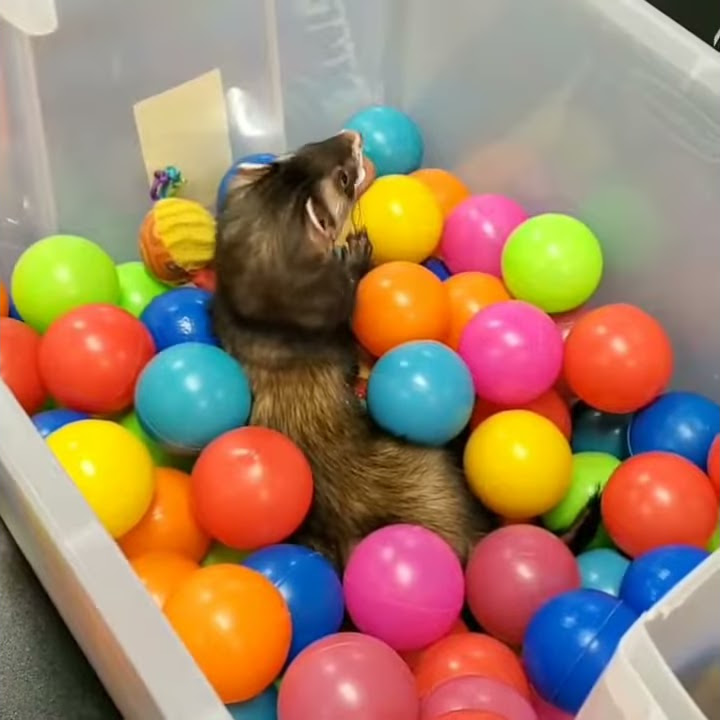 Ferret Enrichment - YouTube