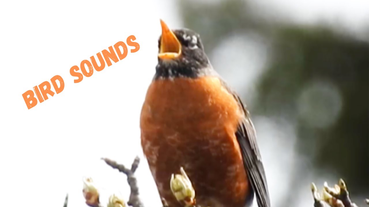 Wisconsin Backyard Birding - Birds Singing - #birds #birdsounds - Blue ...
