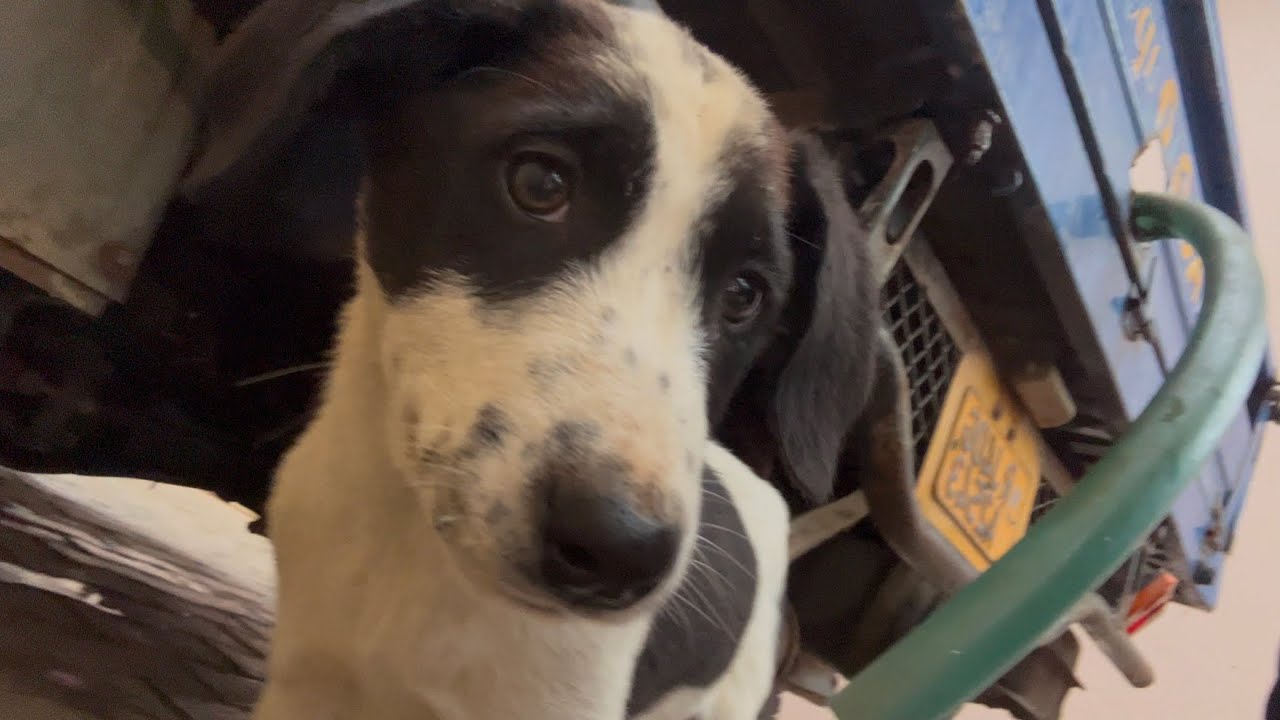 Meet Ballu and family 🐶 | Farewell to Simran 🇦🇺 - YouTube