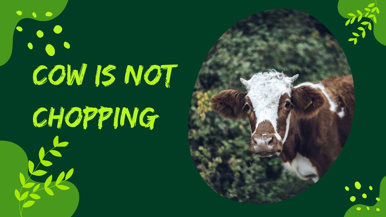 Cows life interesting video with a story - YouTube