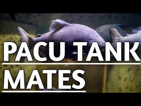 Pacu tank mates | Red belly pacu tank mates | Piaractus brachypomus ...