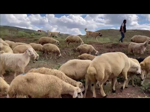 ORMANDA DEVRİYE ATAN ÇOBANIN KANGALLARI !! HD BELGESEL