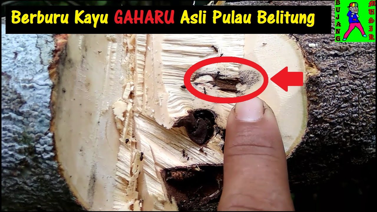 Berburu Kayu GAHARU Asli Pulau Belitung Dan Pengambilan Kulit NYAMU ...