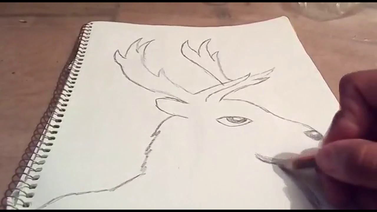 como dibujar un venado - YouTube