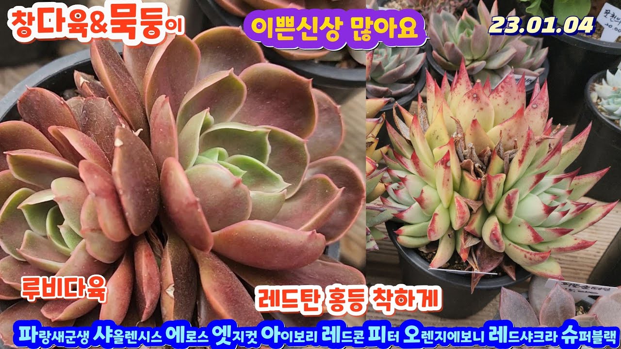 루비다육4탄창다육묵둥이레드탄홍등슈퍼블랙엣지컷아이보리에로스금레드샤크라한스에보니원종엘리자베스레드콘홍상생술호주핑크 Youtube