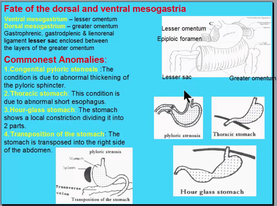 Digestive system 5 Fate of the dorsal and ventral mesogastria ...