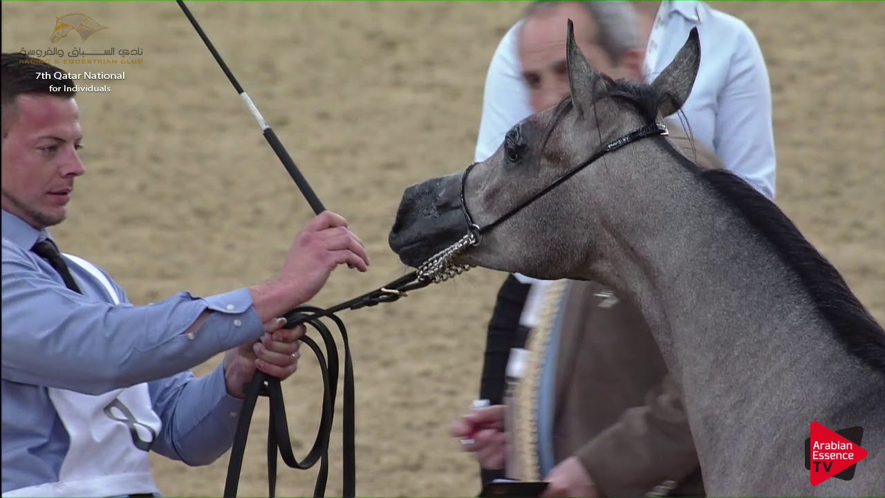 N.8 MAYASSA AL MASHRAB - 2019 Qatar Individuals - Yearling Fillies ...