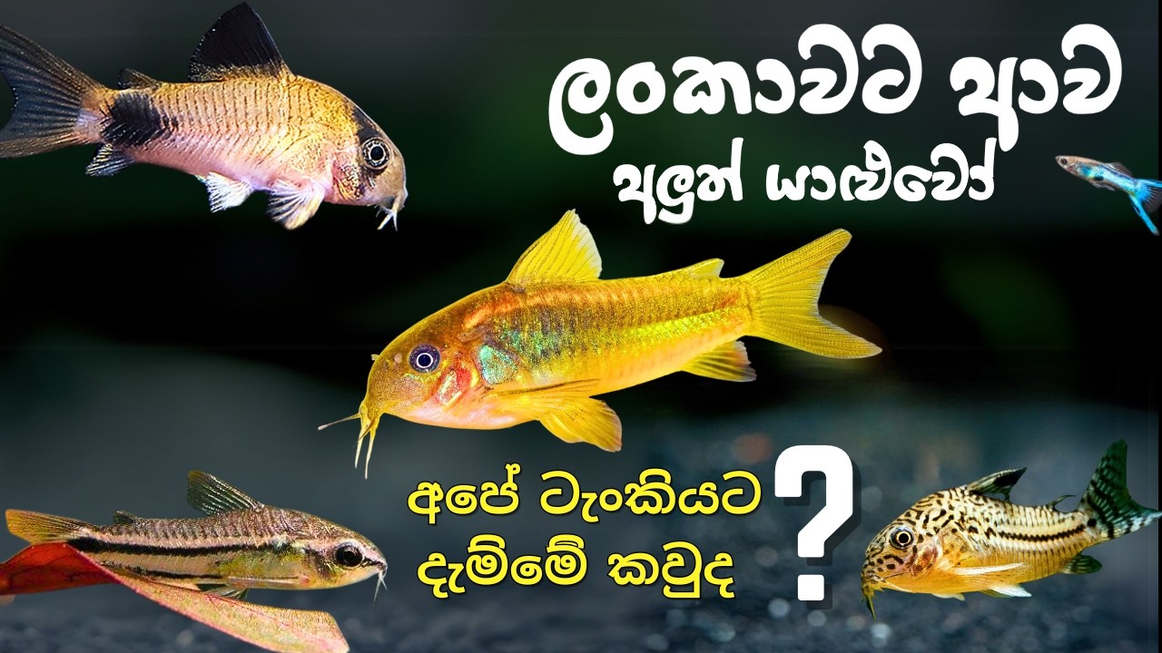 Breed කළොත් සල්ලි තමයි! New Cory Cat Fish - Sri Lanka - Sinhala - YouTube