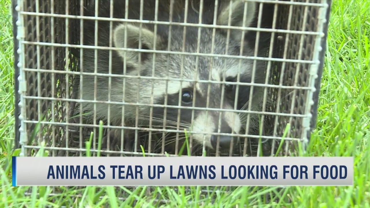 Animals Tear Up Lawns Looking For Food - YouTube