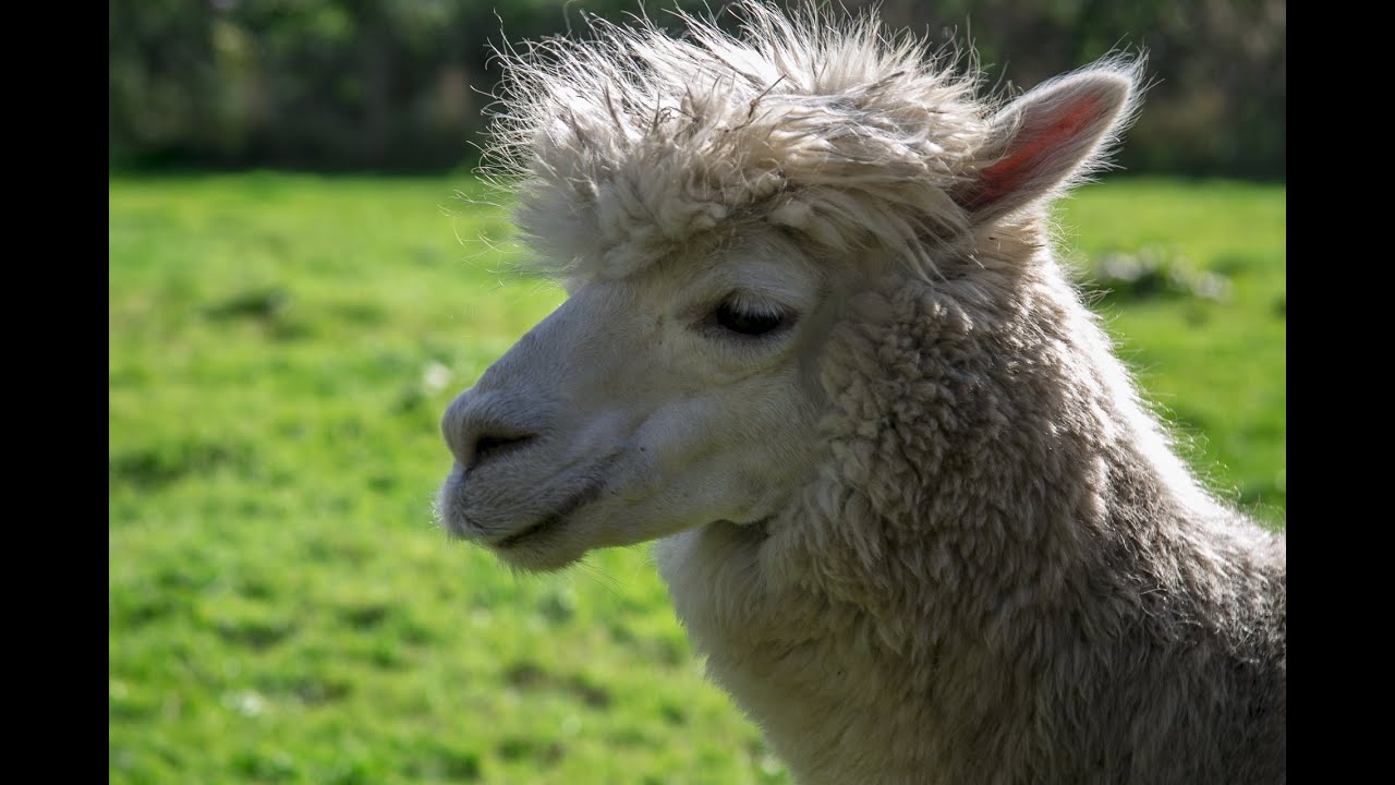 All About Alpacas with Dr Lou Baskind - YouTube