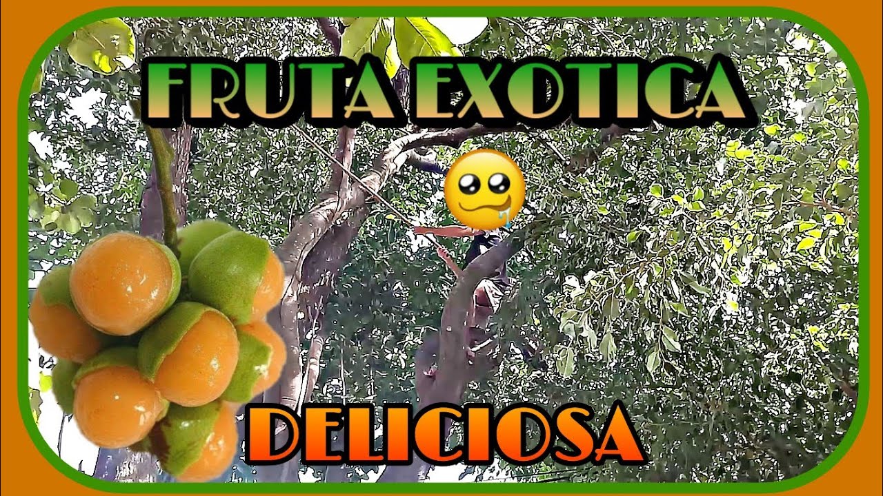 FRUTA EXOTICA "CORTANDO TALPAS" - YouTube