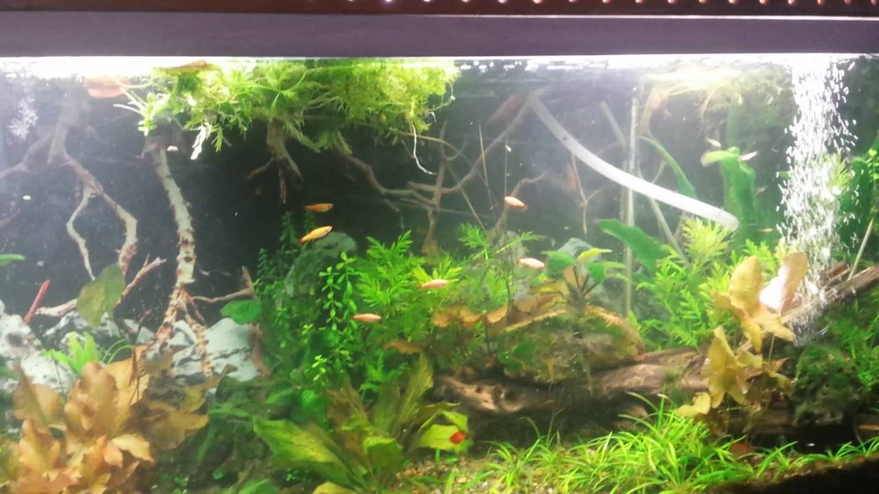 My 125 gallon freshwater aquarium - YouTube