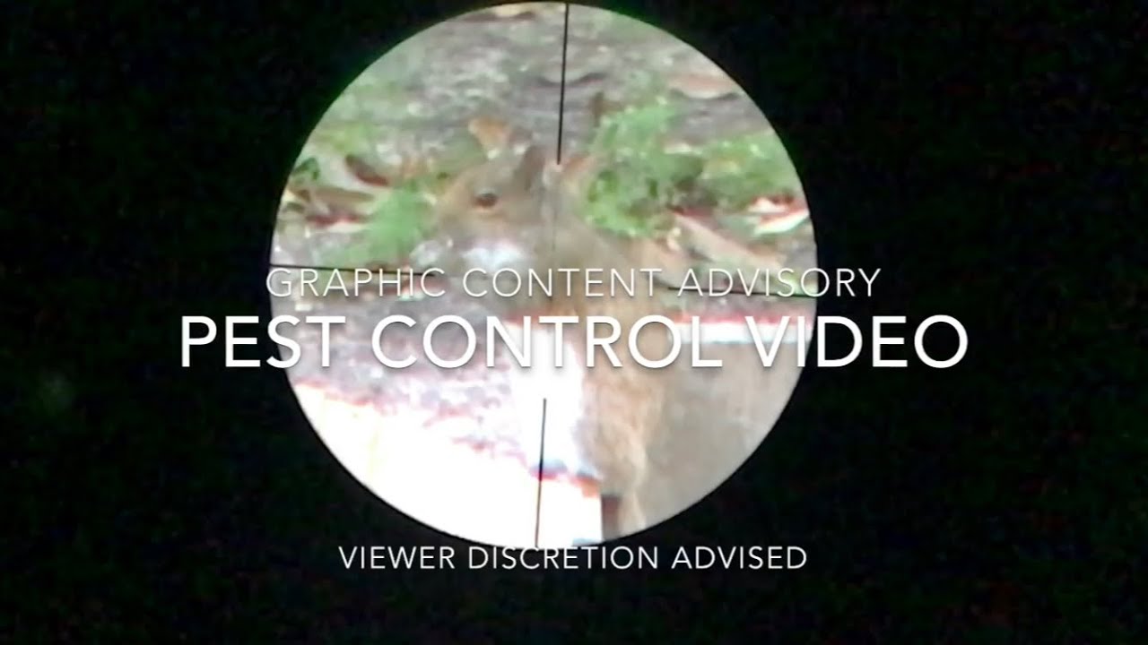 (Graphic) Squirrel Houdinis after a Vitals Shot - YouTube