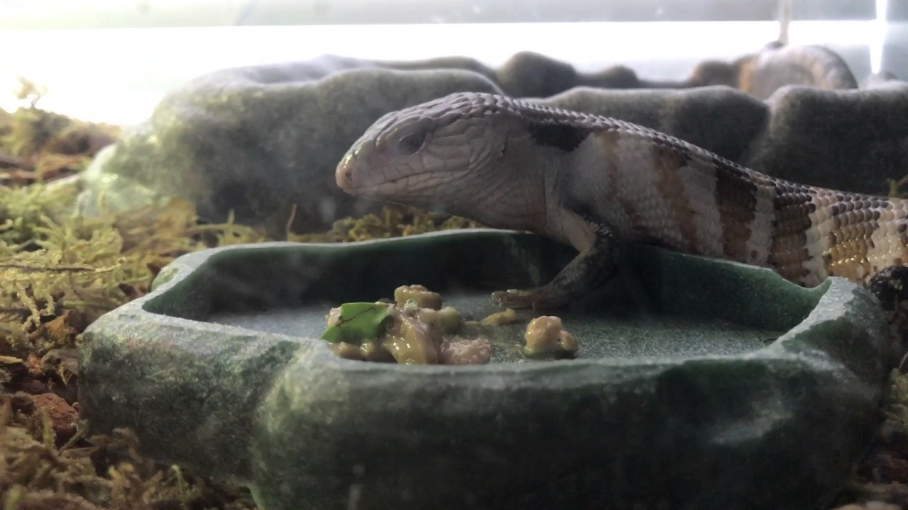 Bindi's second feeding! 6/30/17 - YouTube