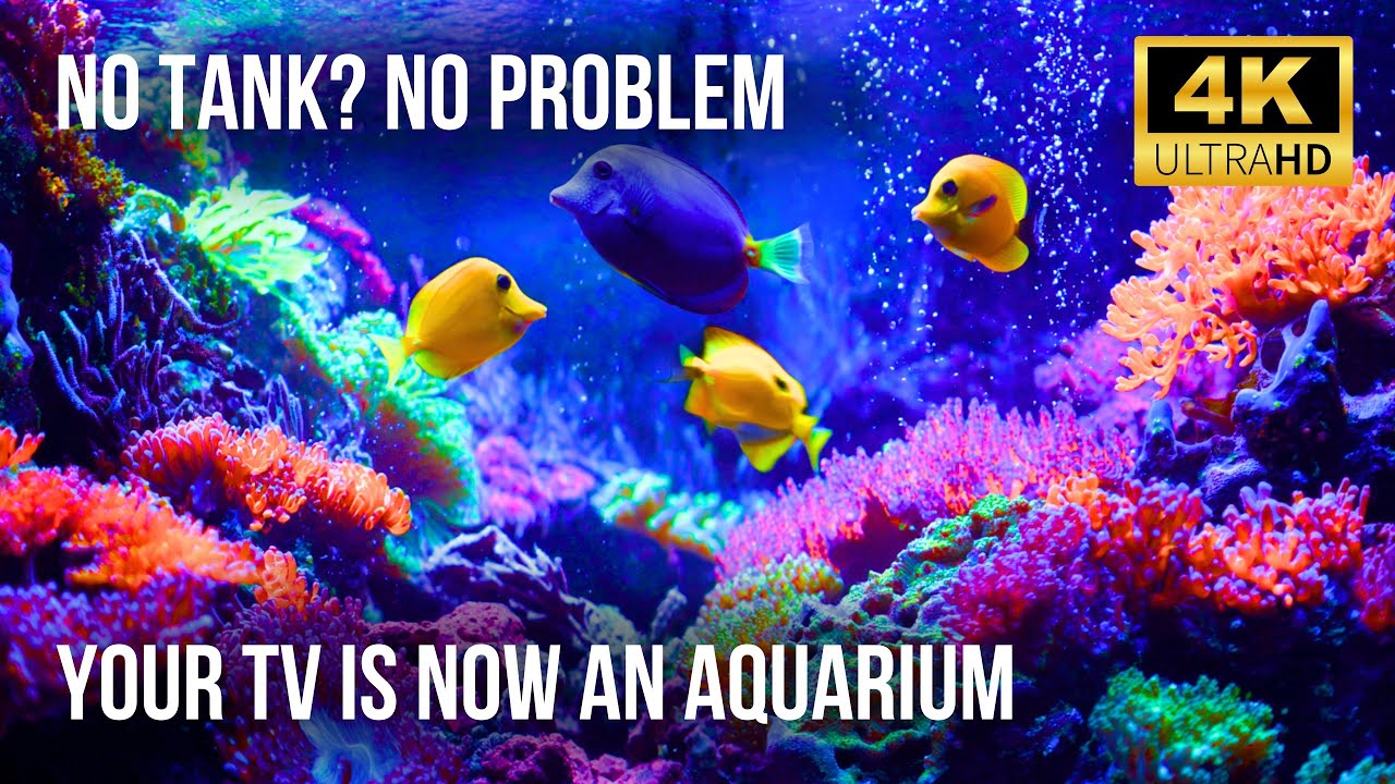 🐟 Peaceful Fish Tank 4K with Coral Reefs | Calming Aquarium Sounds for ...