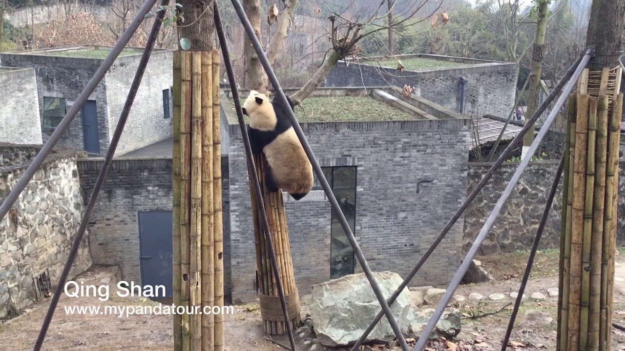 How did Qing Shan get to the top of the trees? - YouTube